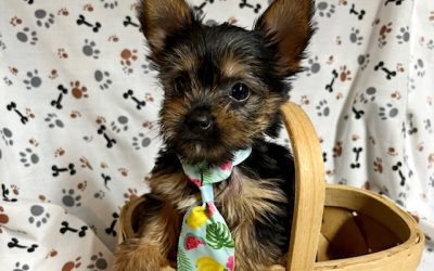 Prettiest Puppies | Small Breed Puppies for Sale Austin TX