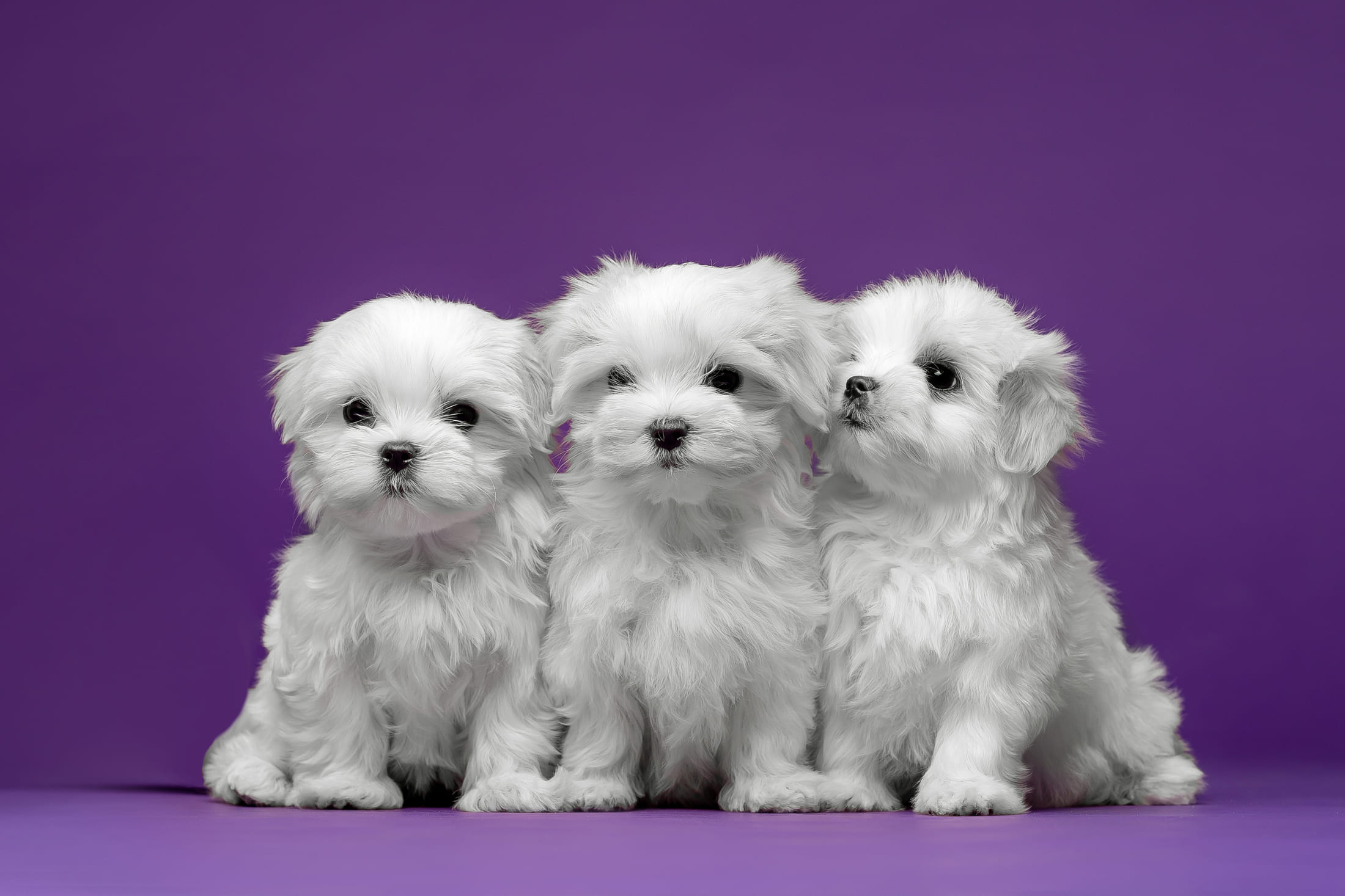 Trusted Austin Tx Maltese, Yorkie, Shih Tzu & Poodle Breeder